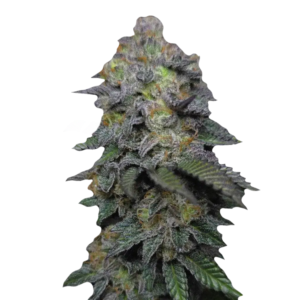 Wedding Cake Auto — насіння канабісу екзотичних сортів